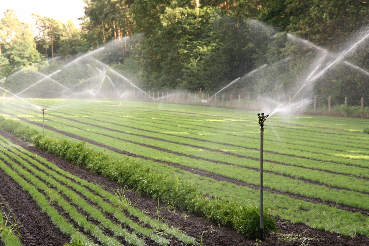 Irrigation en maraîchage — Triple Performance