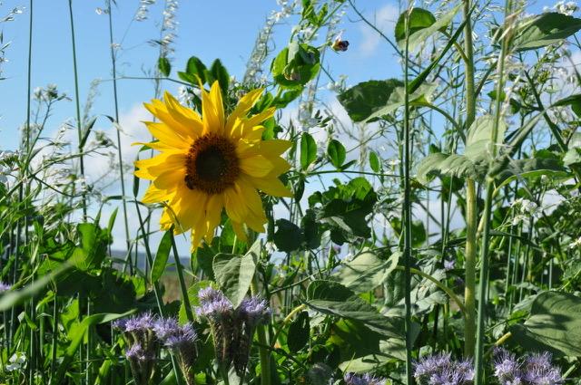 Formation : Les couverts végétaux - Faire d'une obligation une opportunité — Triple Performance