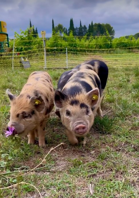 Pâturage des cochons dans les vignes — Triple Performance