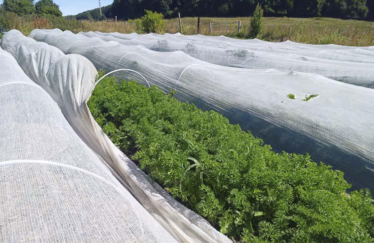 La Petite Surface — Triple Performance