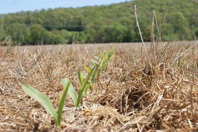 Formation : Régénérer son sol - Réussir la mise en place du système ACS chez soi — Triple ...