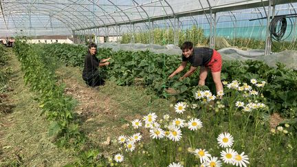 La ferme Mara — Triple Performance