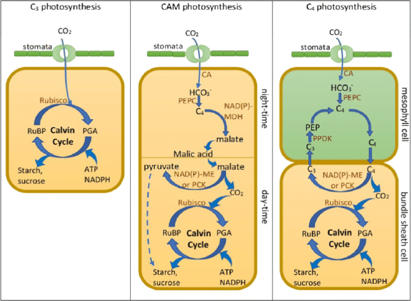 Photosynthèse C4 — Triple Performance