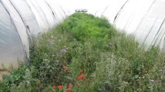 Concombre — Triple Performance