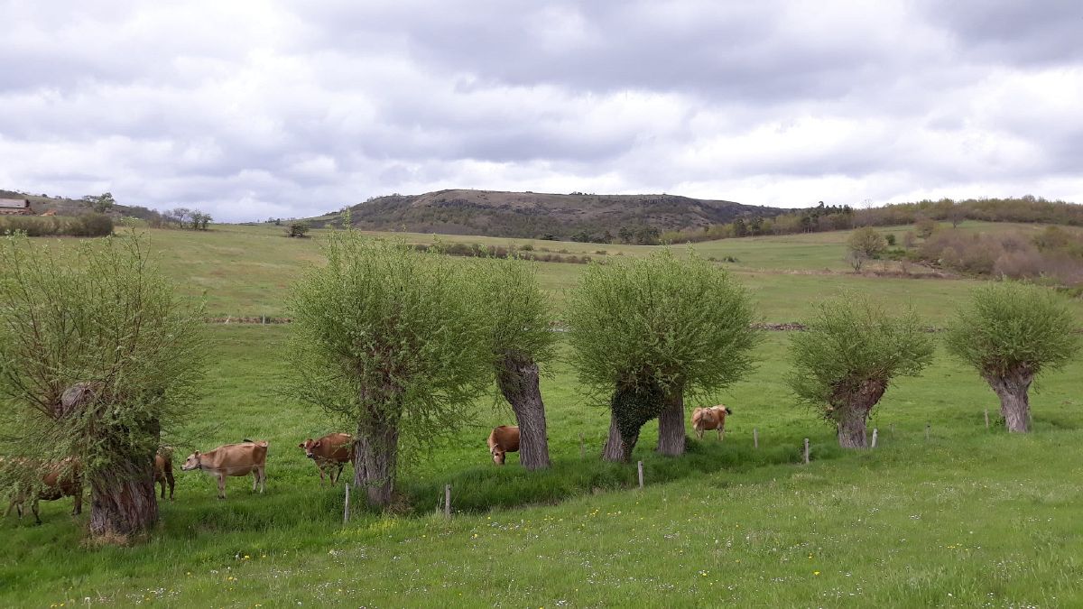 Formation : Agroforesterie : une introduction — Triple Performance