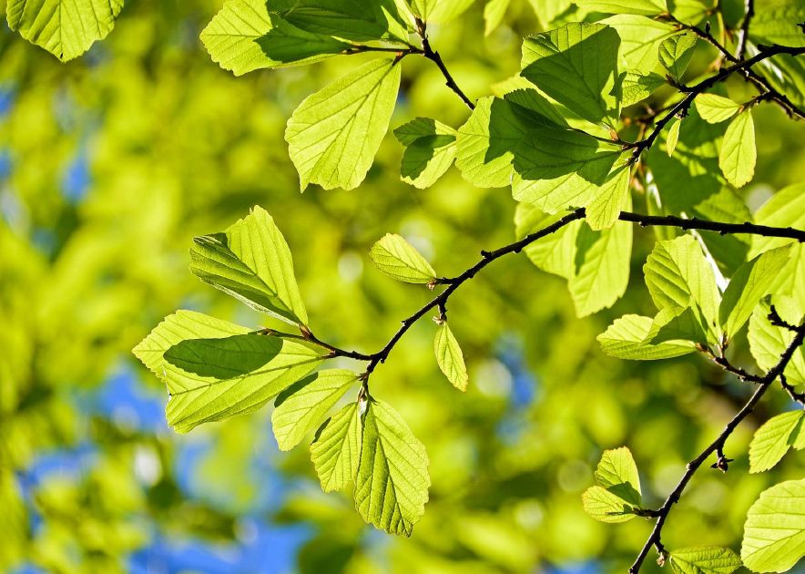 Les Apprentis du vivant — Triple Performance