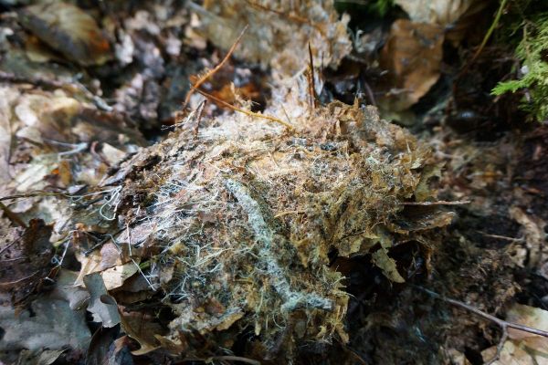 Litière forestière fermentée — Triple Performance