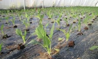 Concombre — Triple Performance