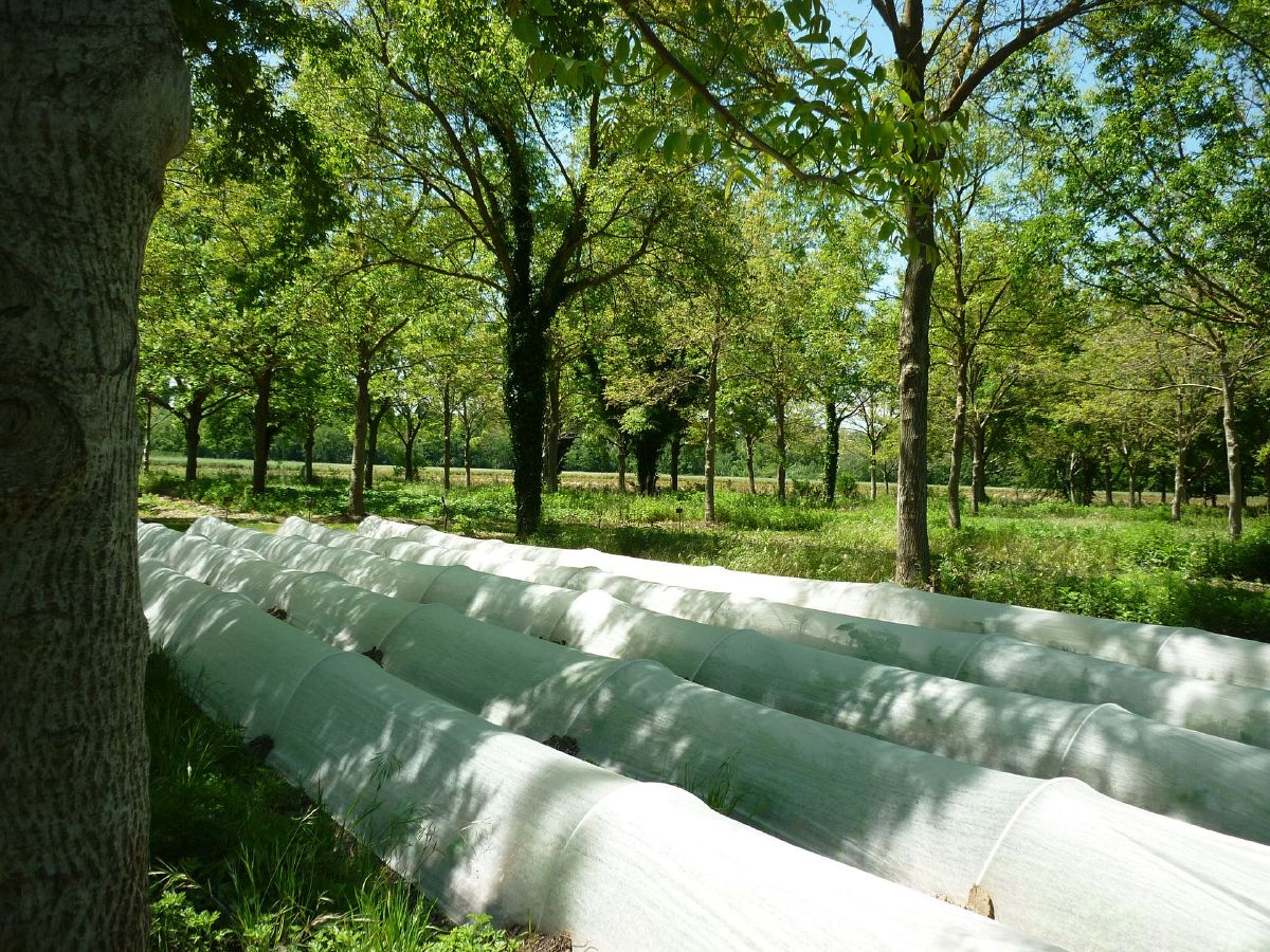 Formation : Passage à l'Arbre — Triple Performance