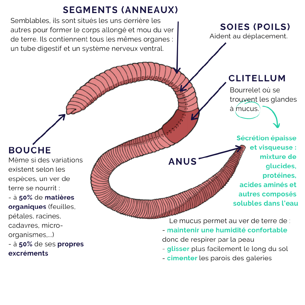 Vers de terre — Triple Performance