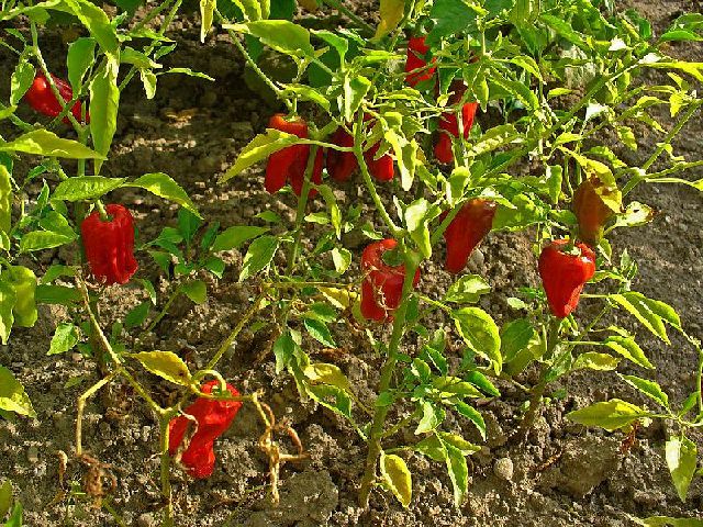 Poivron — Triple Performance