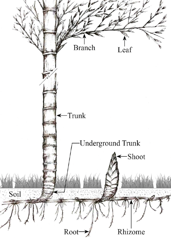 Bambou — Triple Performance