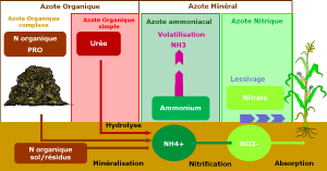 Les différentes formes d'azote — Triple Performance