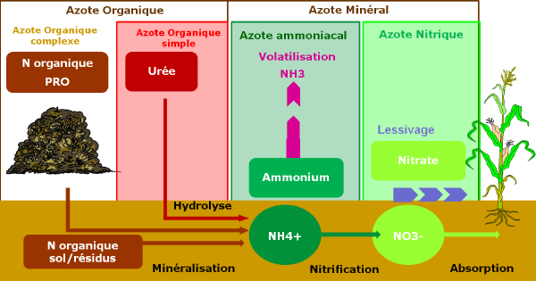 Les différentes formes d'azote — Triple Performance