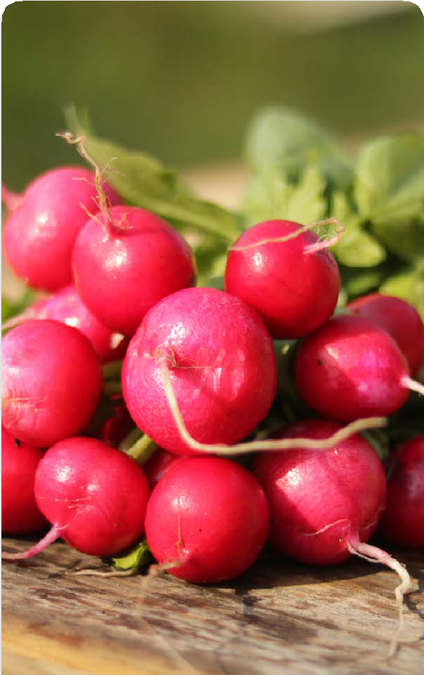 Radis — Triple Performance