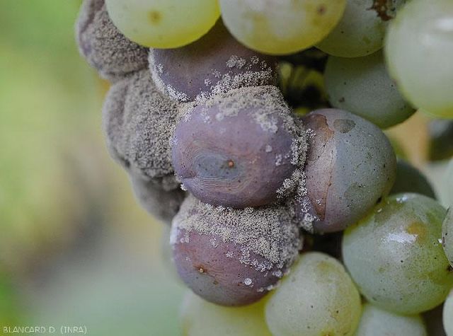 Botrytis cinerea — Triple Performance