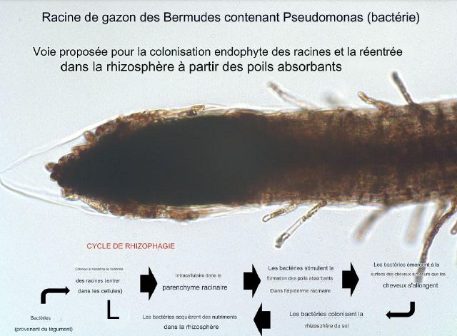 Rhizophagie — Triple Performance