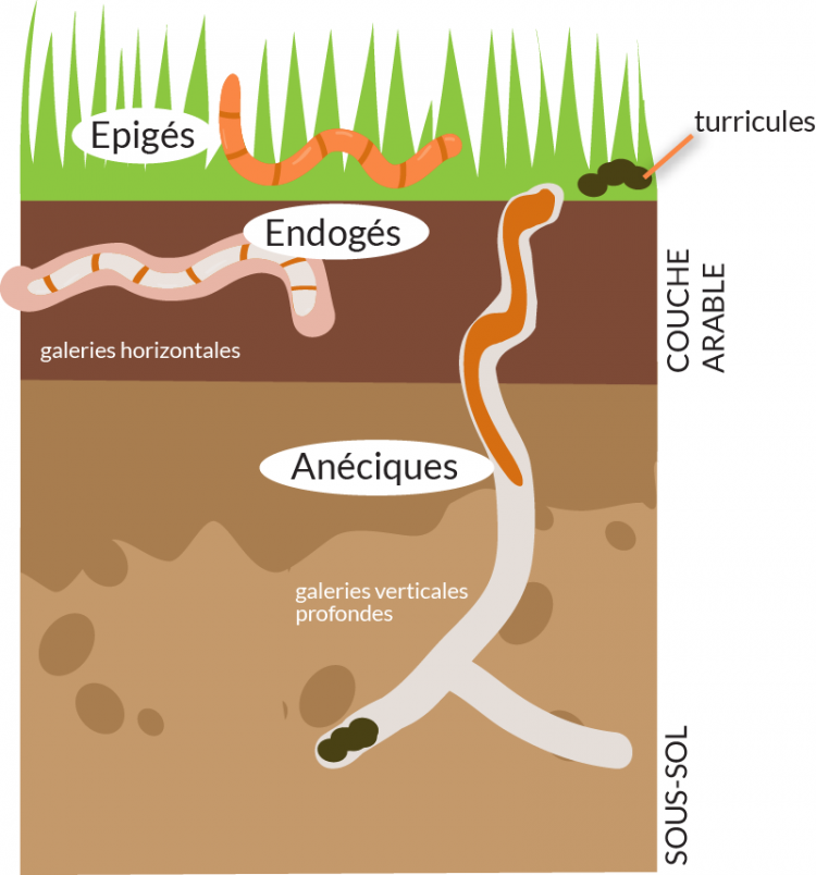 Vers de terre — Triple Performance