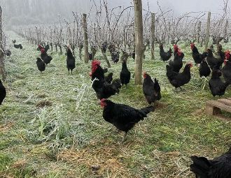 Vers de terre — Triple Performance