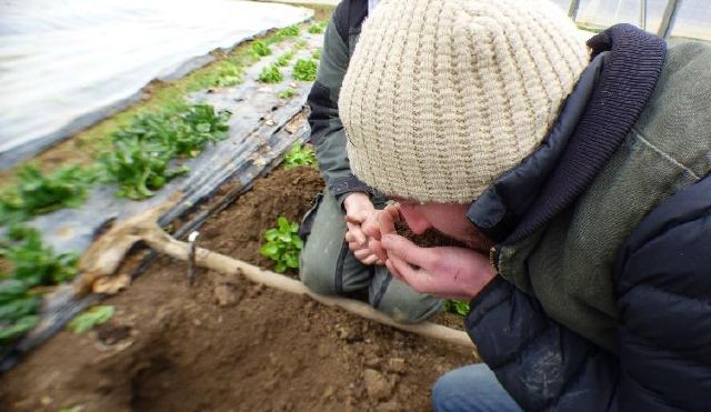 Réduction du travail du sol sous serre en maraîchage biologique diversifié — Triple Performance