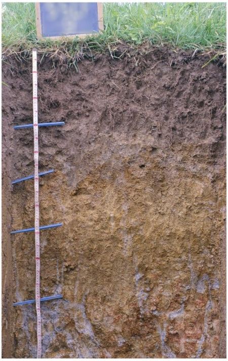 Luvisol — Triple Performance