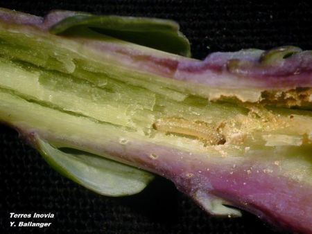 Larve d'altise sur colza — Triple Performance