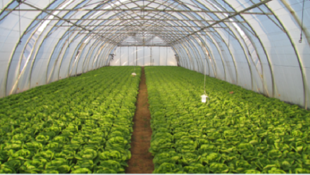 Tomate — Triple Performance