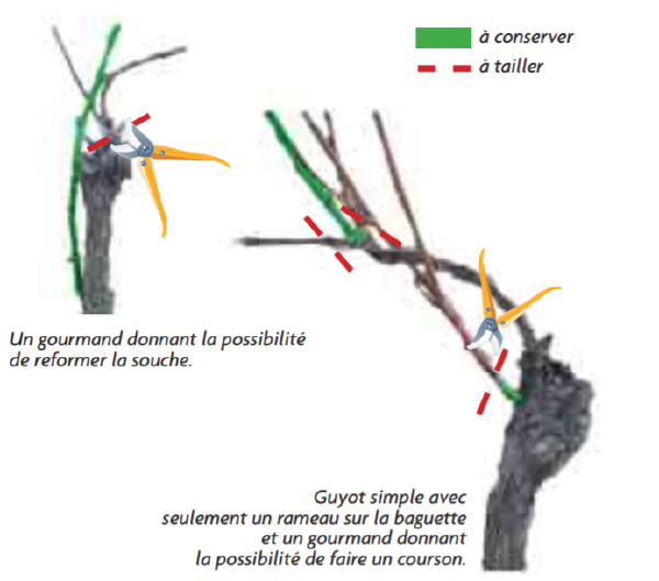 Adopter les bonnes pratiques après le gel de printemps en viticulture ...
