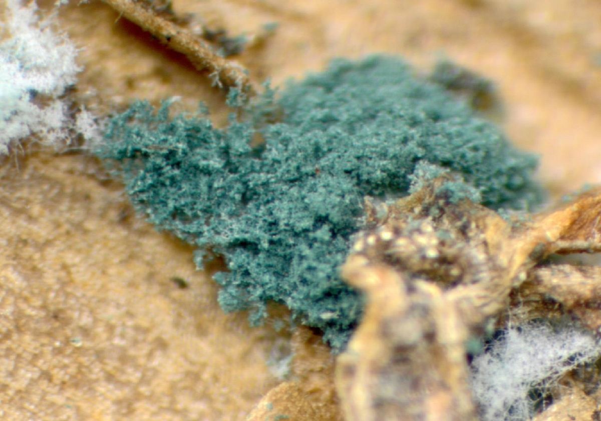 Trichoderma — Triple Performance