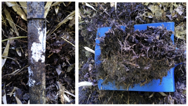 Bambou — Triple Performance