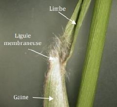 Switchgrass — Triple Performance