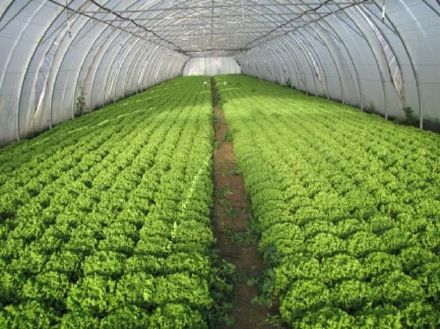 Concombre — Triple Performance