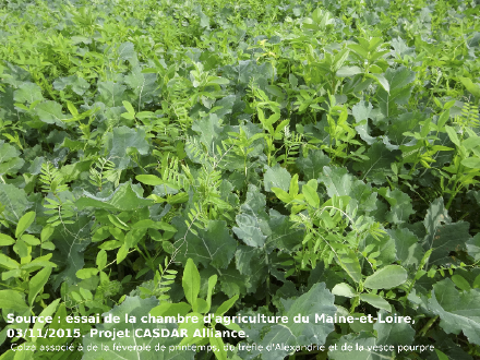 ACACIA - GIEE MAGELLAN — Triple Performance