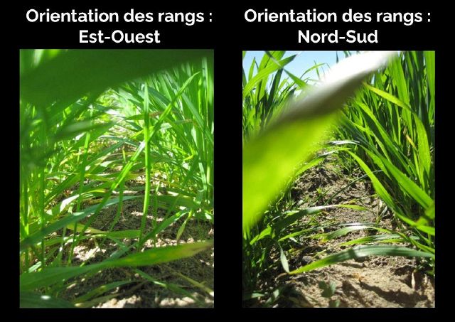 Orienter les rangs pour limiter la pousse des adventices — Triple ...