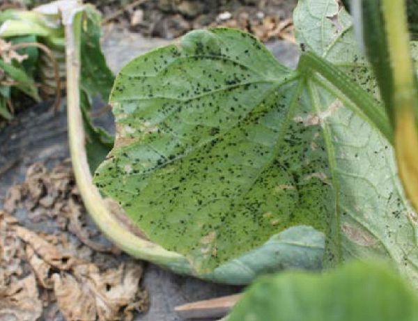 Concombre — Triple Performance