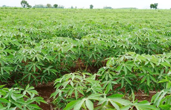 Production de boutures de manioc — Triple Performance