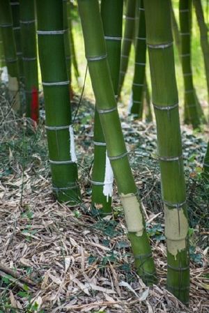 Bambou — Triple Performance