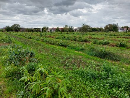 Bambou — Triple Performance