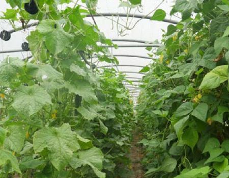 Concombre — Triple Performance