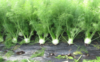 Concombre — Triple Performance