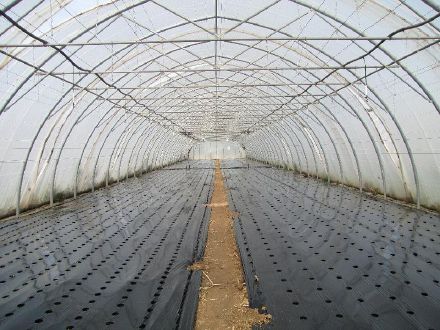 Concombre — Triple Performance