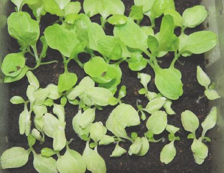 Concombre — Triple Performance