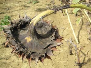 Tournesol — Triple Performance