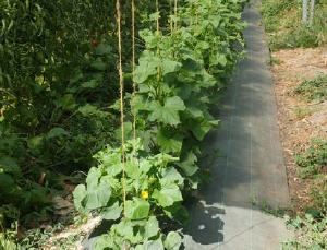 Concombre — Triple Performance