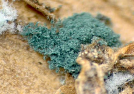 Concombre — Triple Performance