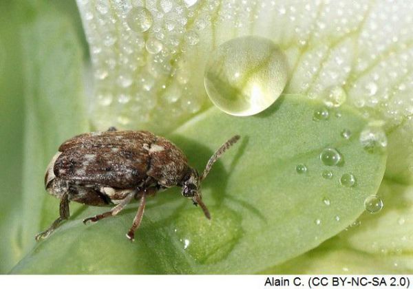 Bruche du pois — Triple Performance