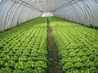 Tomate — Triple Performance