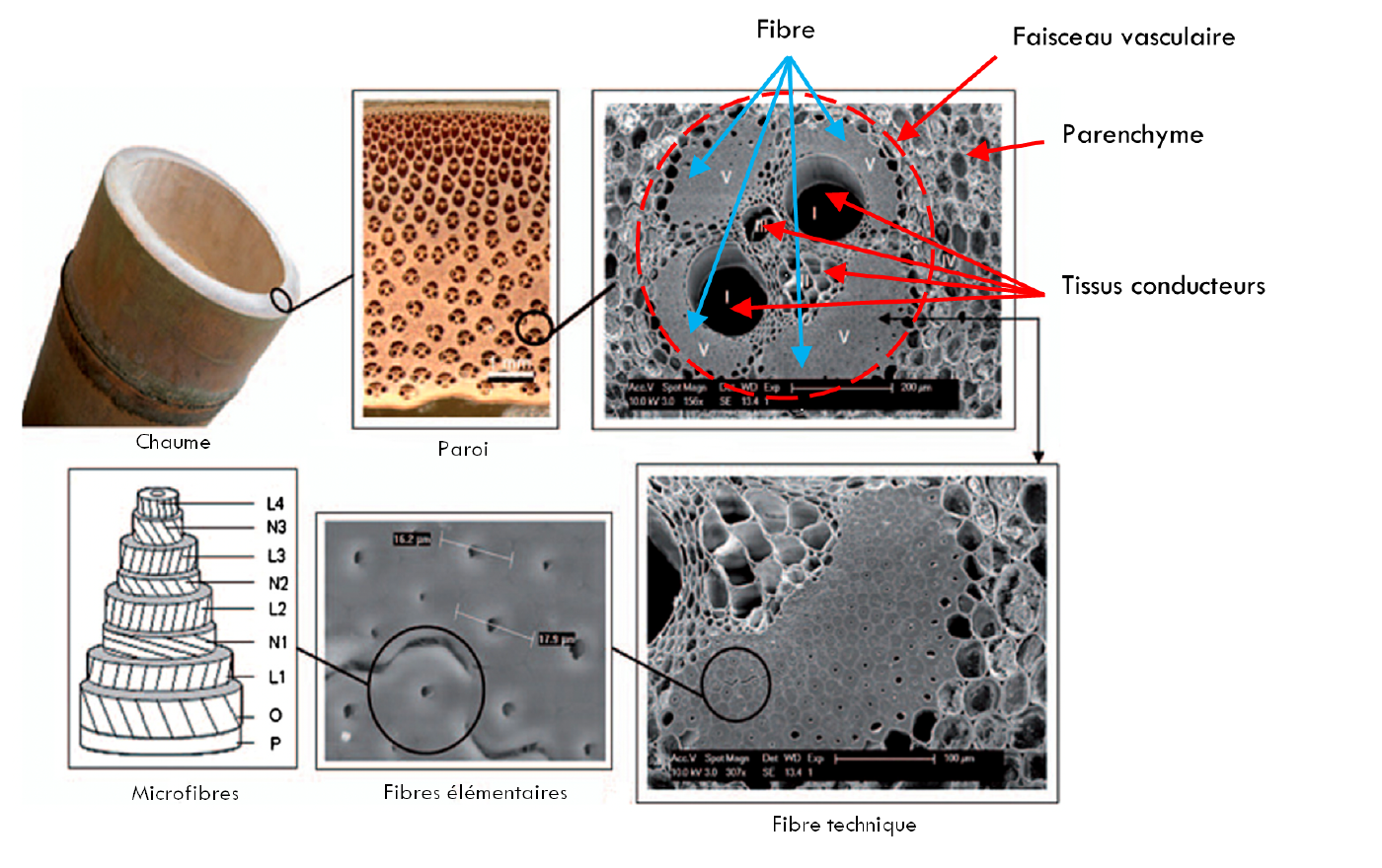 Bambou — Triple Performance