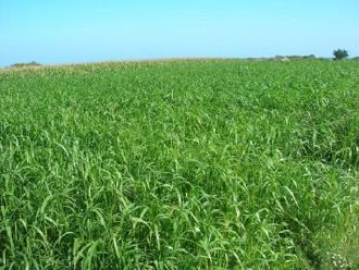 Carotte — Triple Performance