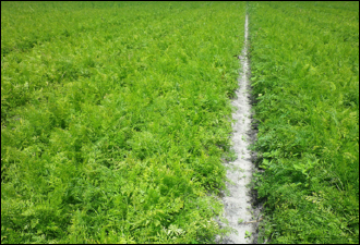 Carotte — Triple Performance